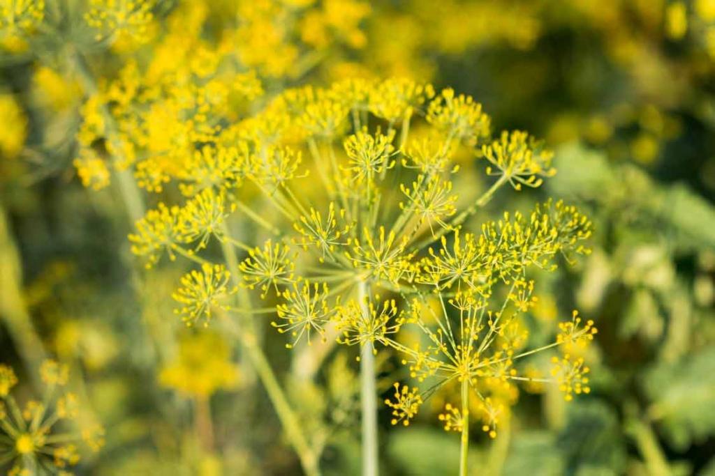 Çakşır Otu Nedir? Çakşır Otu Faydaları - Hekimzade Blog