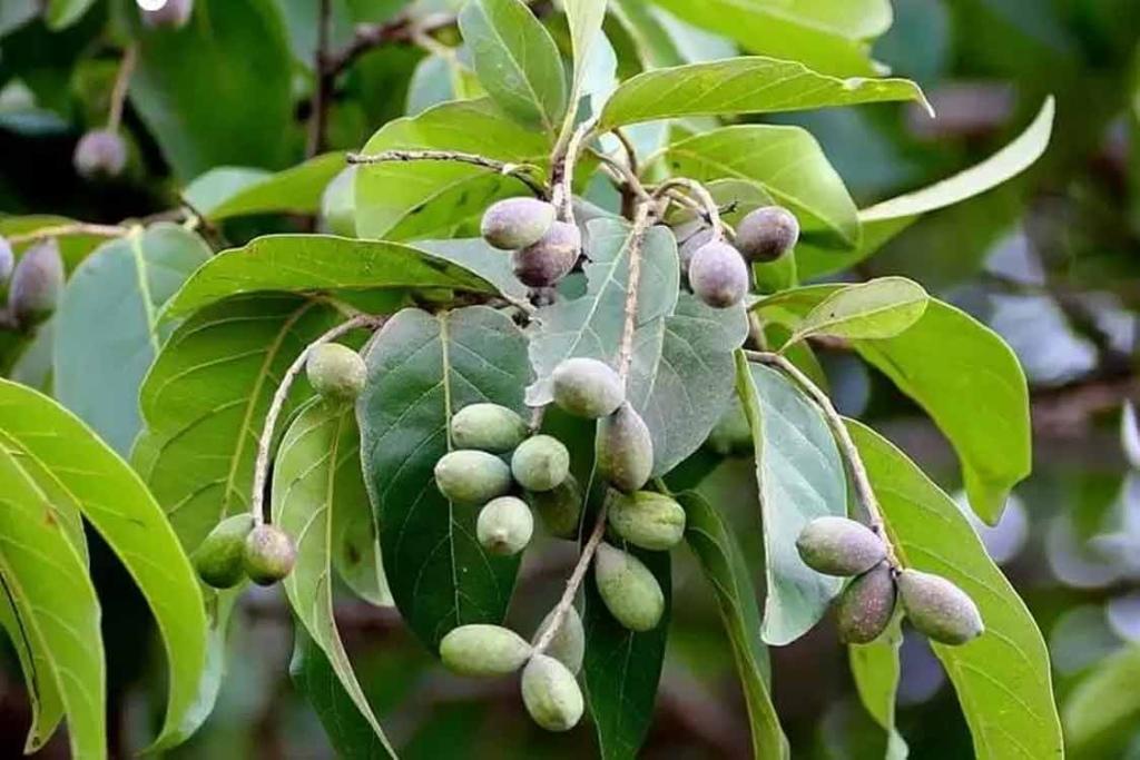 Halile Bitkisi Nedir? Kara Halile Bitkisinin Faydaları - Hekimzade Blog