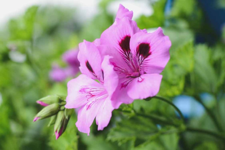 Hatmi Çiçeği Nedir? Faydaları Nelerdir? - Hekimzade Blog